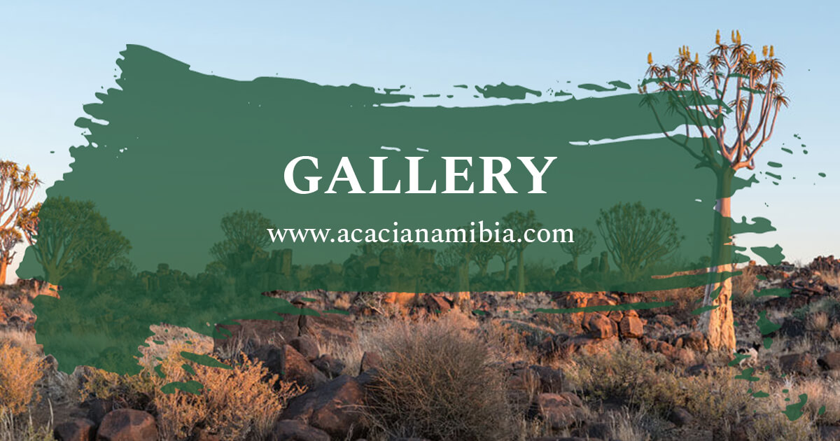 Gallery - Acacia Namibia | Ihr All-In-One-Buchungsagent